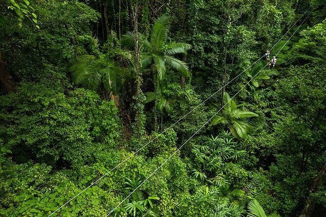 Ziplining Cape Tribulation with Treetops Adventures - An Adventurous Look at Cape Tribulation’s Ziplining Experience