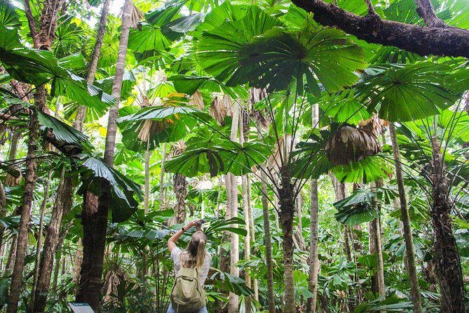 Ziplining Cape Tribulation with Treetops Adventures - The Experience Through the Lens of Reviewers