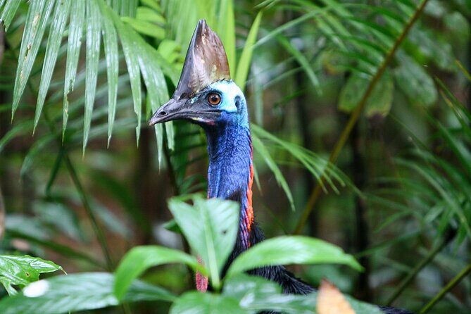 Ziplining Cape Tribulation with Treetops Adventures - Who Will Love This Tour?