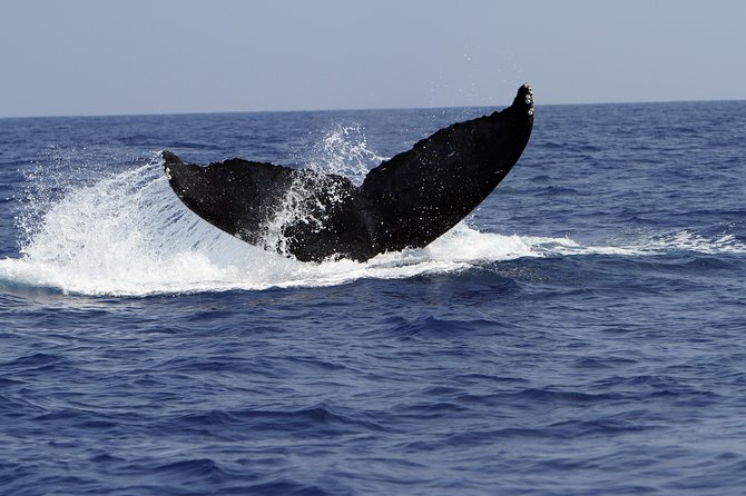 Zodiac Raft Whale Watching Adventure - What the Itinerary Looks Like