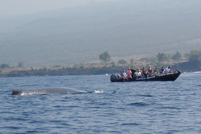 Zodiac Raft Whale Watching Adventure - The Value of This Tour