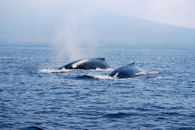 Zodiac Raft Whale Watching Adventure - Who Will Appreciate This Experience?