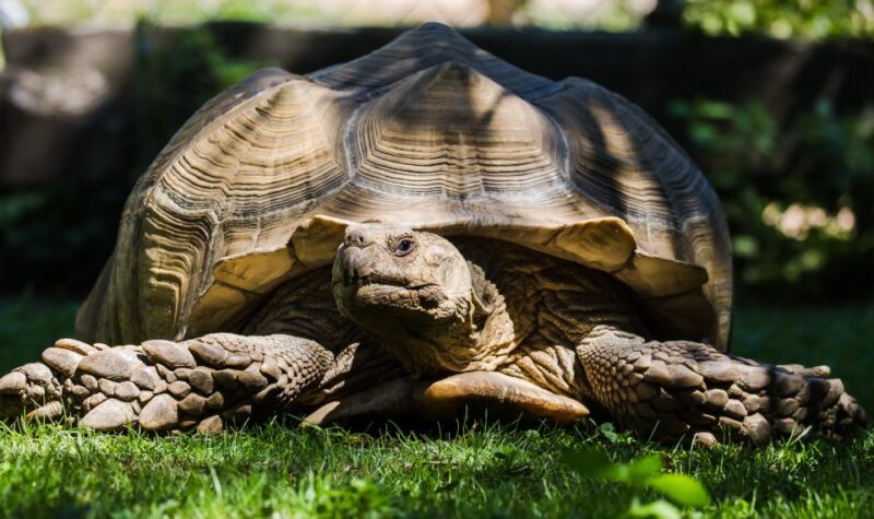 Zoo Al Maglio: 1-Day Ticket for the Jungle of Ticino - Key Points