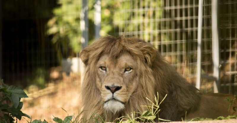 Zoo Al Maglio: 1-Day Ticket for the Jungle of Ticino - Accessibility and Transportation to the Zoo