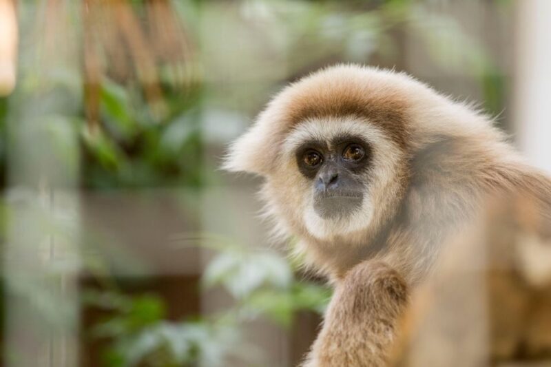 Zoo Al Maglio: 1-Day Ticket for the Jungle of Ticino - Educational Initiatives and Interactive Workshops