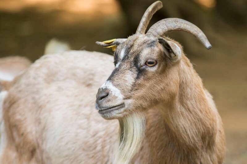 Zoo Al Maglio: 1-Day Ticket for the Jungle of Ticino - Positive Customer Feedback and Ratings