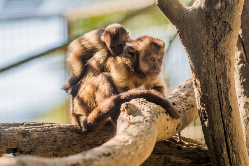 Zoo Al Maglio: 1-Day Ticket for the Jungle of Ticino - Discovering the Jungle of Ticino at Zoo Al Maglio