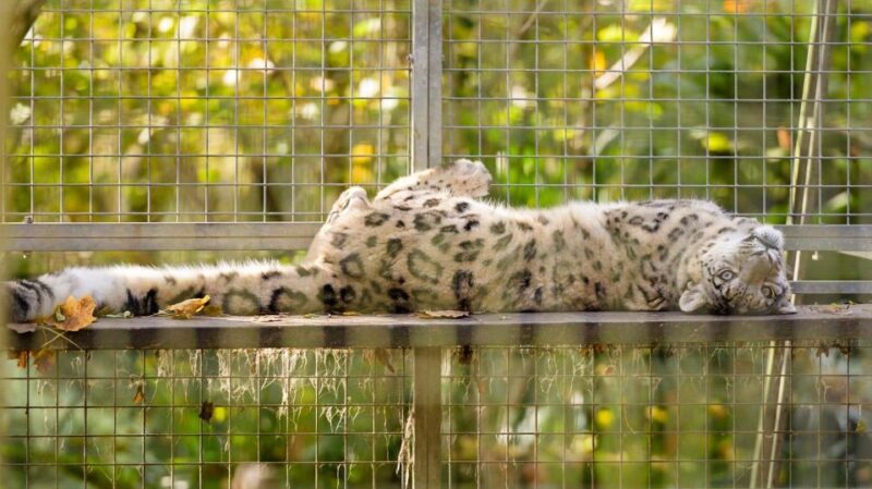 Zoo Al Maglio: 1-Day Ticket for the Jungle of Ticino - Since You Asked