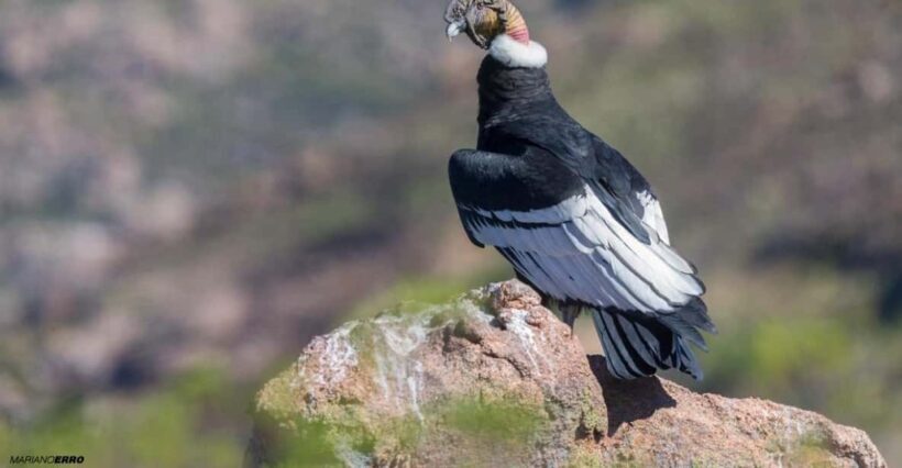 Zoo: Animal Sanctuary and Condor Flight in Cusco - The Sum Up