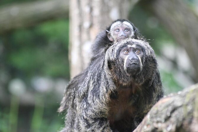 Zoo Of Beauval - Private Trip - Exploring the Zoo of Beauval – A Private Day Trip from Paris