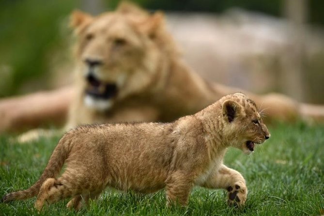 Zoo Of Beauval - Private Trip - Detailed Breakdown of the Itinerary