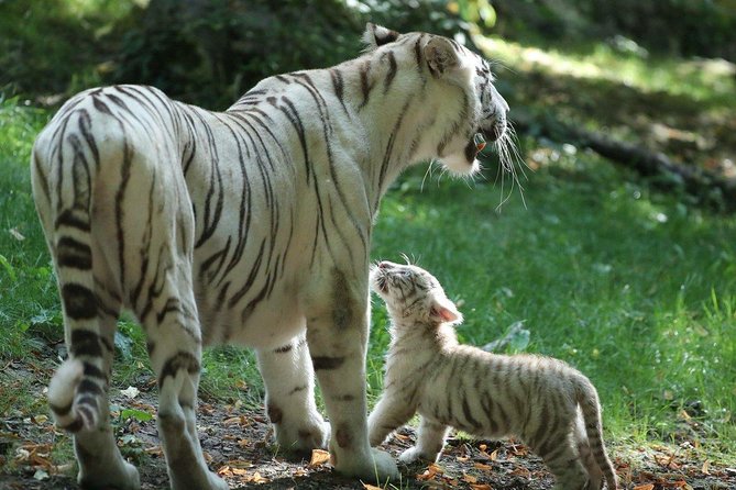 Zoo Of Beauval - Private Trip - The Value and Who It’s For