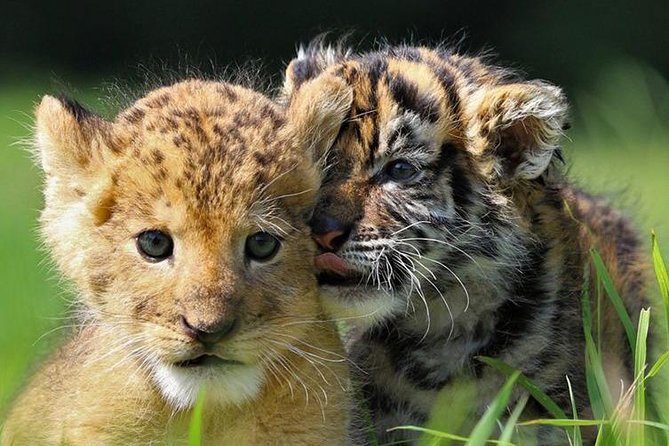 Zoo Of Beauval - Private Trip - FAQ