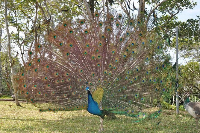 Zoological and Forestry Park Admission Ticket - A Closer Look at the Tour Experience