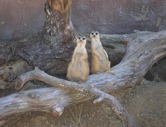 ZooTampa at Lowry Park Admission Ticket - Final Thoughts: Is ZooTampa at Lowry Park Worth It?