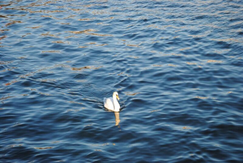 Zurich: 360° City Walk Including Hidden Spots - Savoring Regional Culinary Delights