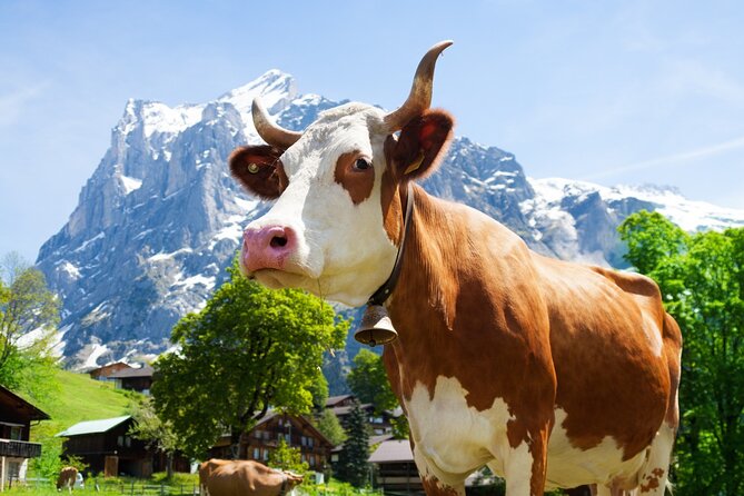 Zurich: Chocolarium and Appenzeller Cheese Dairy Tour - Key Points