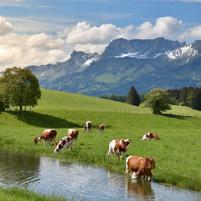 Zurich Private Tour to Liechtenstein and Heidiland - Scenic Drive to Vaduz
