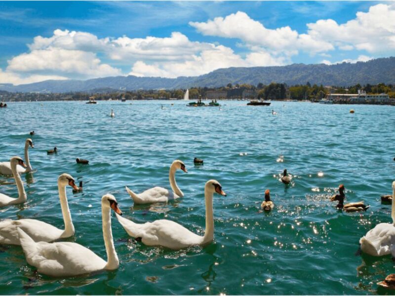 Zürich With Cruise and Lindt Home of Chocolate (Private) - Accessibility and Languages