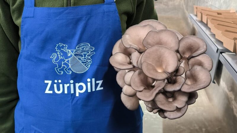 Zurich's Best-Kept Secret: the Hidden World of Mushrooms! - Sustainability in Ecological Cycles