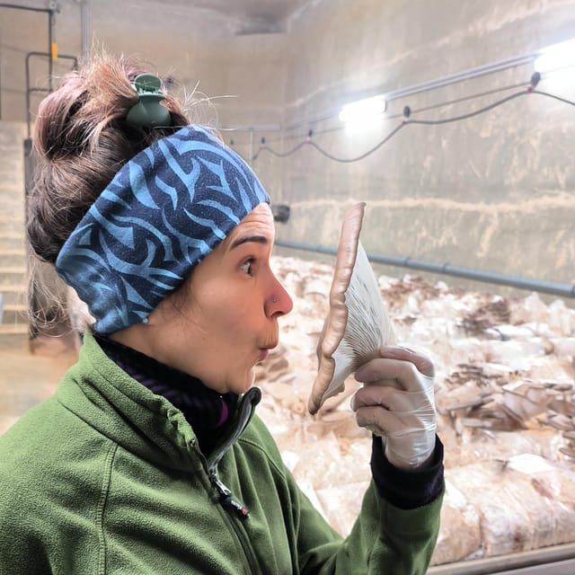 Zurich's Best-Kept Secret: the Hidden World of Mushrooms! - Exploring the Hidden Urban Mushroom Farm