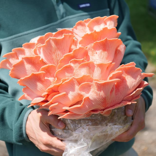 Zurich's Best-Kept Secret: the Hidden World of Mushrooms! - Discover the Aromas and Flavors of Freshly Harvested Mushrooms