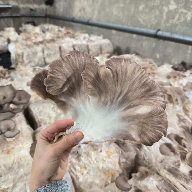 Zurich's Best-Kept Secret: the Hidden World of Mushrooms! - Purchasing Mushrooms and Home Growing Kits