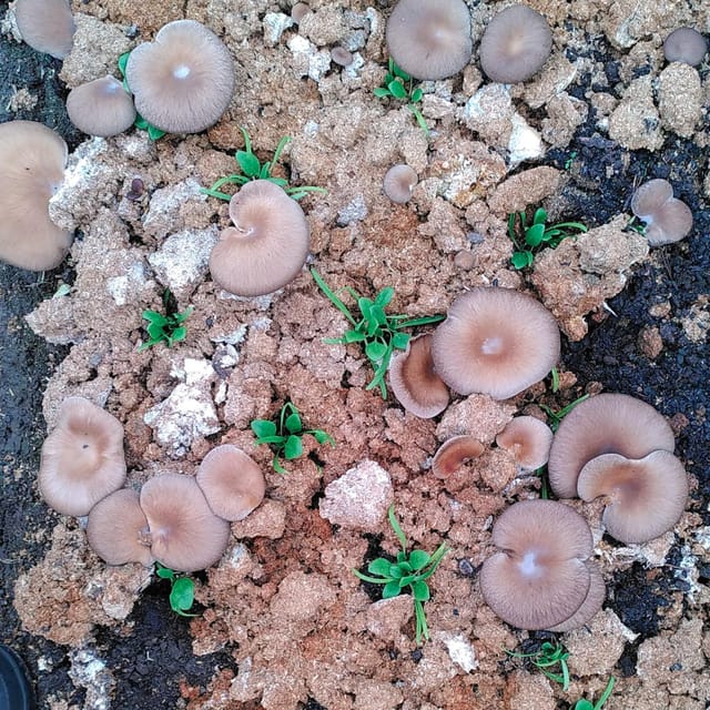 Zurich's Best-Kept Secret: the Hidden World of Mushrooms! - Meeting Point and Transportation